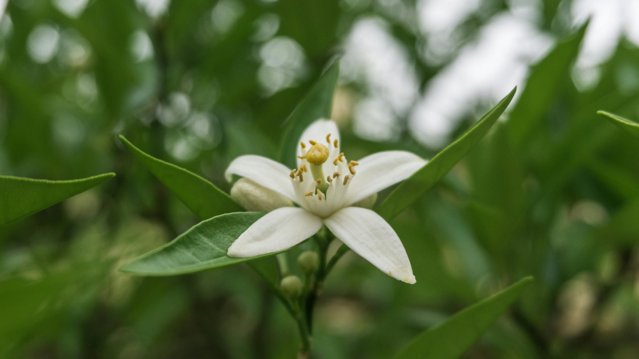 Scent Breakdown: What Does Neroli Smell Like?