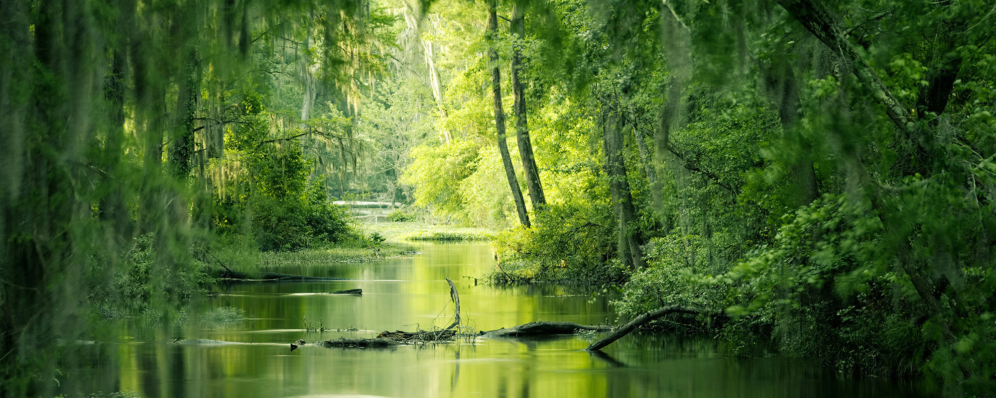 Scent Breakdown: What Does Green Smell Like?